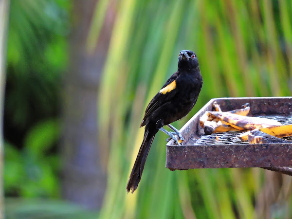Encontro (Variable Oriole) | Project Noah