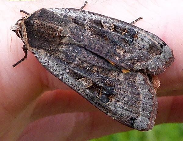 Large Yellow Underwing Moth | Project Noah