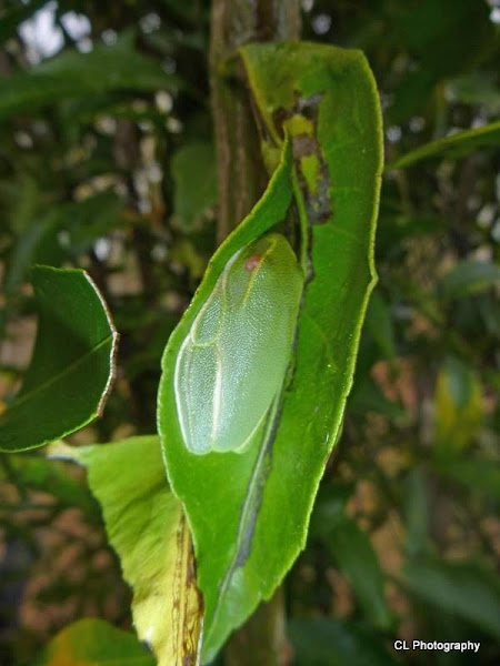 Graceful Tree Frog | Project Noah