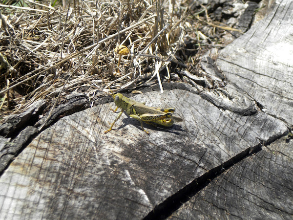 Grasshopper | Project Noah