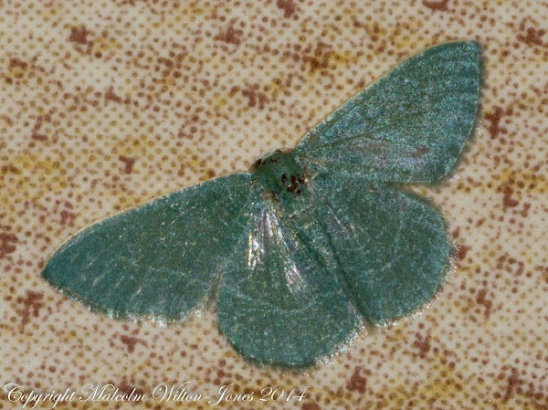 Emerald Moth | Project Noah
