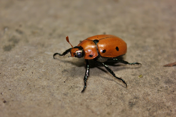 Grapevine Beetle | Project Noah