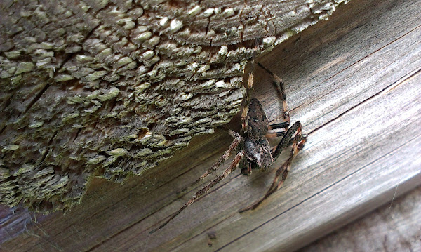 Walnut Orb-weaver Spider | Project Noah