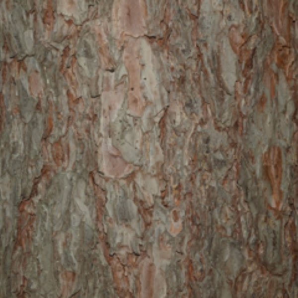 Red Pine | Project Noah