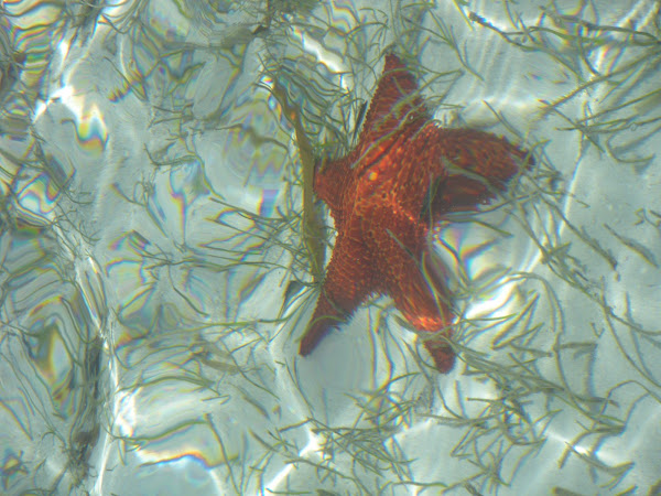 Cushion Starfish | Project Noah