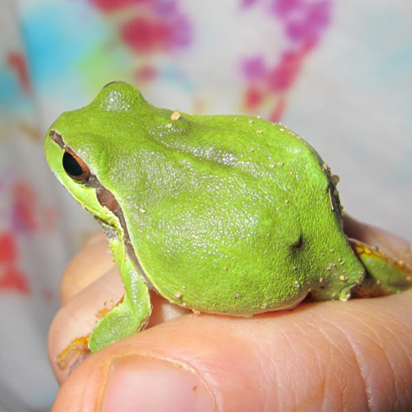 Pine Barrens Treefrog | Project Noah