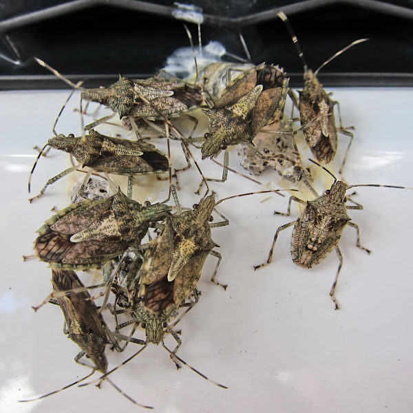 Golden Brown Shield Bugs | Project Noah