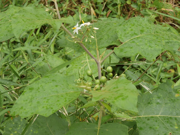 Turkeyberry, Thai Pea Eggplant | Project Noah