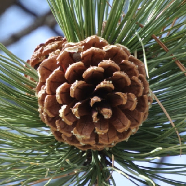 Ponderosa Pine cones | Project Noah