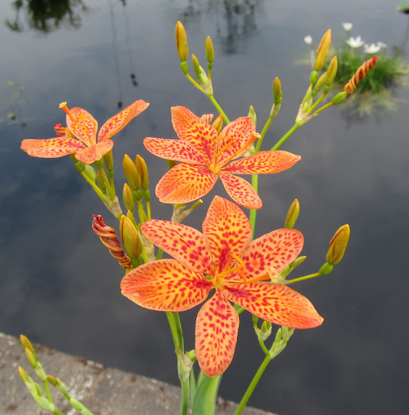 Blackberry Lily | Project Noah