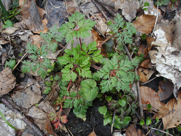 Herb Robert | Project Noah