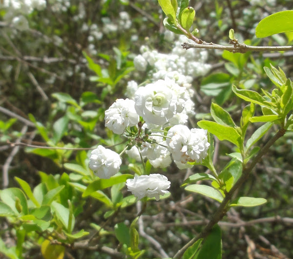 Bridalwreath Spiraea | Project Noah