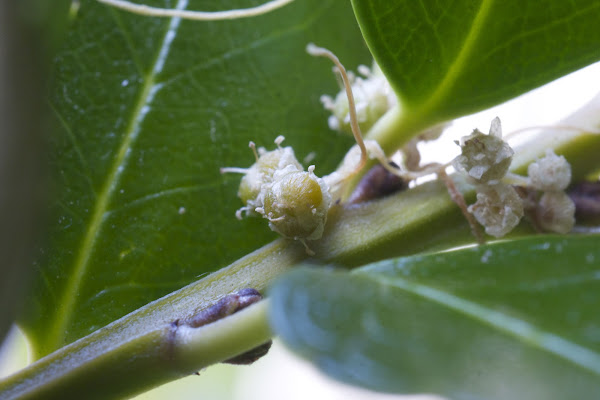 Yellow dodder | Project Noah