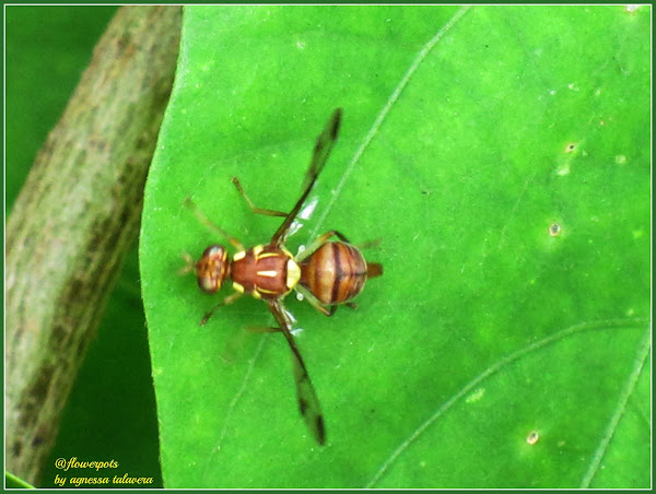 Melon Fruit Fly | Project Noah