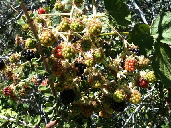 Wild blackberry | Project Noah