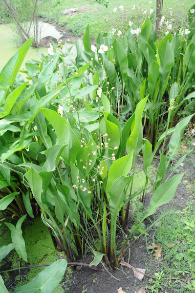 Broadleaf arrowhead | Project Noah