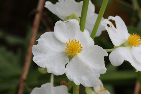 Arrowhead plant | Project Noah