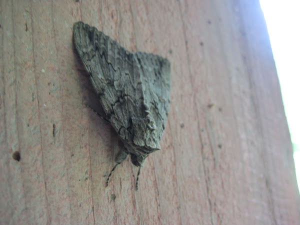 Sleepy Underwing | Project Noah