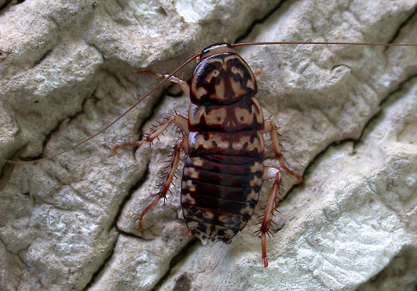 Harlequin Cockroach | Project Noah