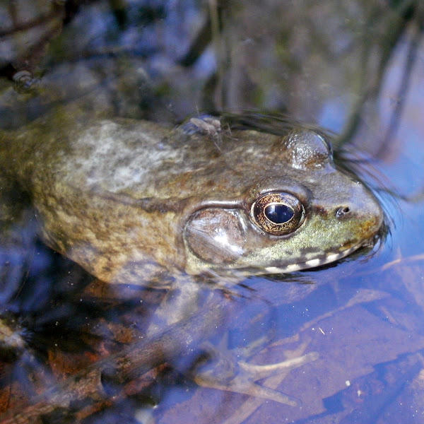 Mink Frog | Project Noah
