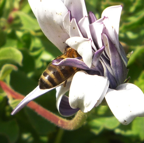 Abeja | Project Noah