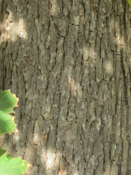 White Oak | Project Noah