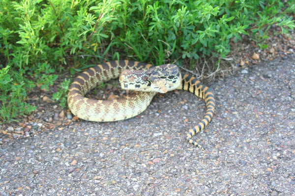 Gopher Snake | Project Noah