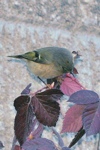 Ruby Crowned Kinglet | Project Noah