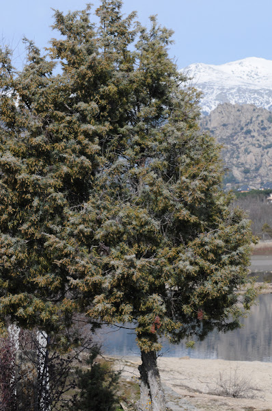 Prickly Juniper, Enebro rojo | Project Noah