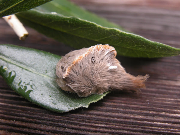 Flannel Moth larva | Project Noah