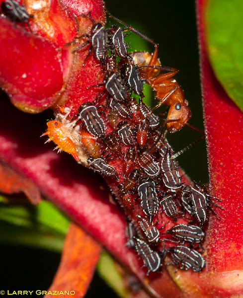 Treehopper Nymphs | Project Noah
