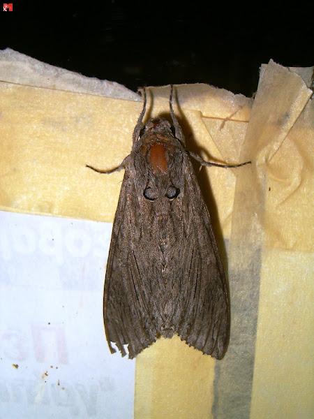 Convolvulus Hawk-moth | Project Noah