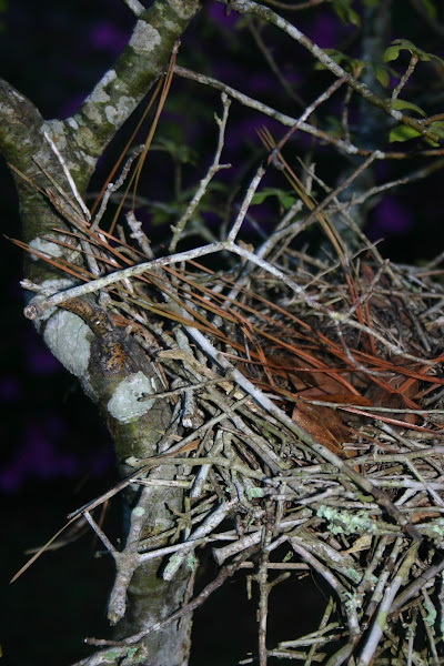 bird nest | Project Noah