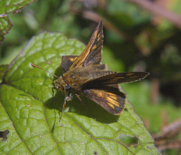 Pecks Skipper | Project Noah