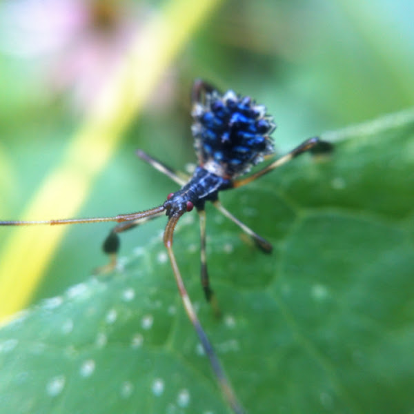 Leaf footed bug nymph | Project Noah