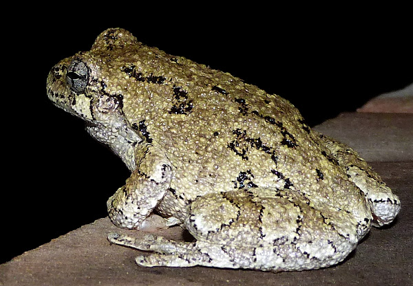 Gray Tree Frog | Project Noah
