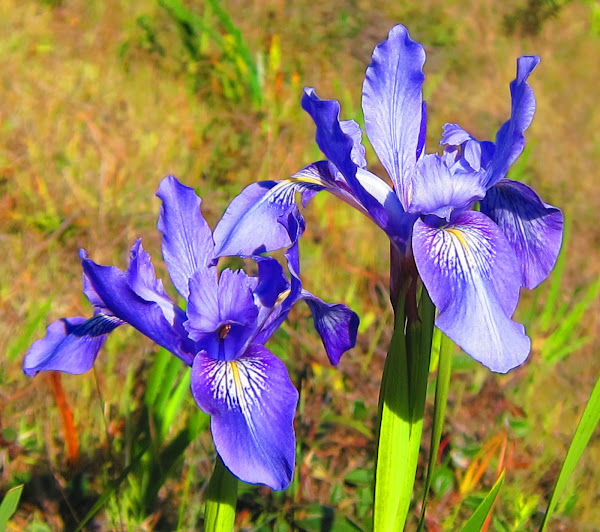 Douglas irises | Project Noah