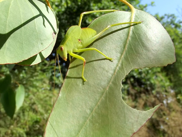 Gum leaf katydid - late instar | Project Noah