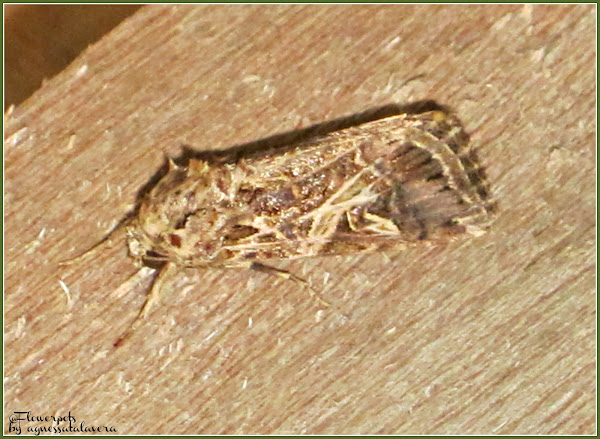 Tropical Armyworm Moth, Oriental Leafworm Moth | Project Noah