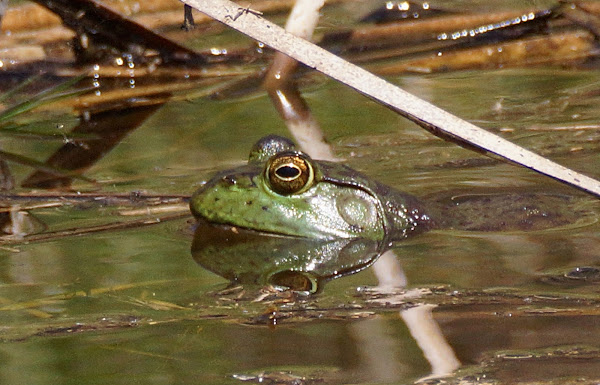 American Bullfrog | Project Noah