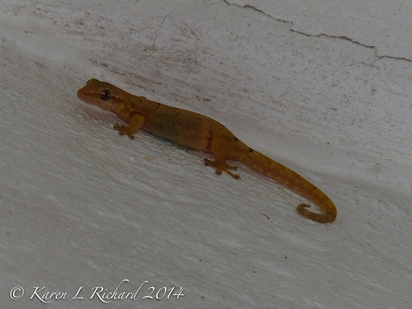 Gecko | Project Noah