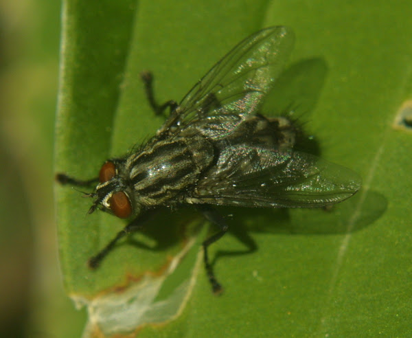 Flesh Fly | Project Noah
