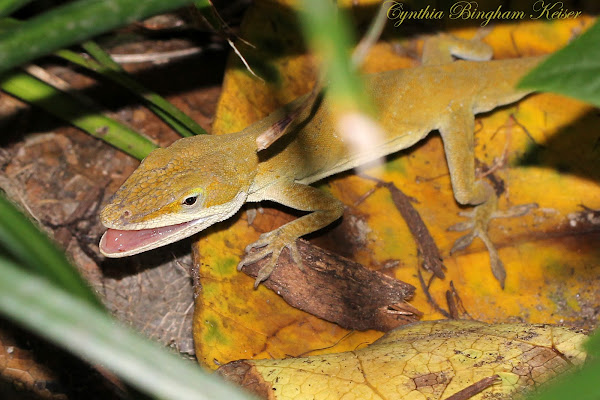 Northern Green Anole | Project Noah