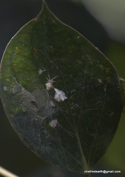 Cribellate Orb Weavers or Hackled Orb Weavers | Project Noah