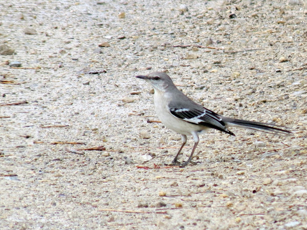 Northern Mockingbird | Project Noah