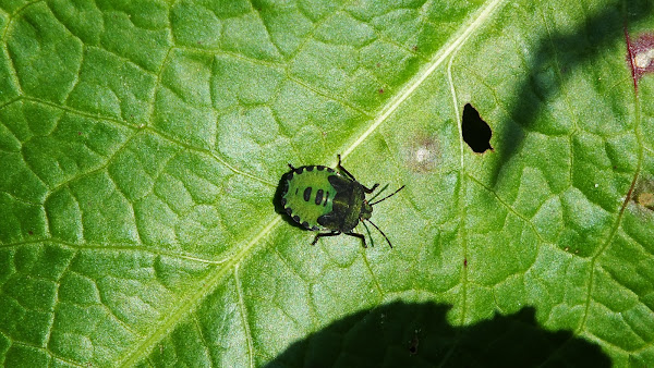 Green shield bug | Project Noah