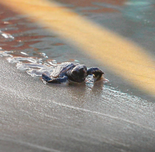 Loggerhead Turtle (baby) | Project Noah