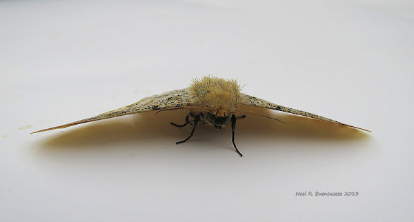 Geometer Moth | Project Noah