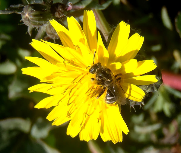 Abeja cortadora de hojas. Leaf-cutting bee | Project Noah