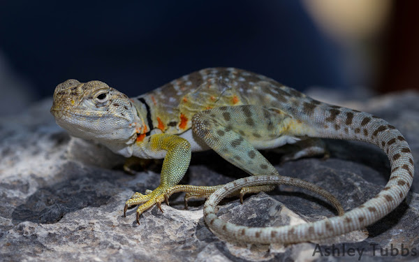 Eastern Collared Lizard | Project Noah
